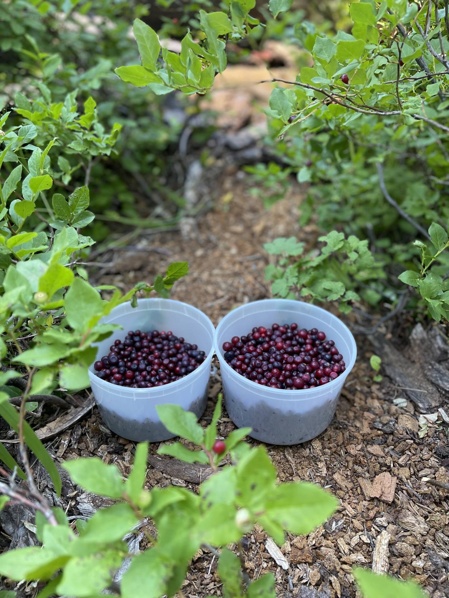Huckleberry Time! • Chocolate Box Cottage