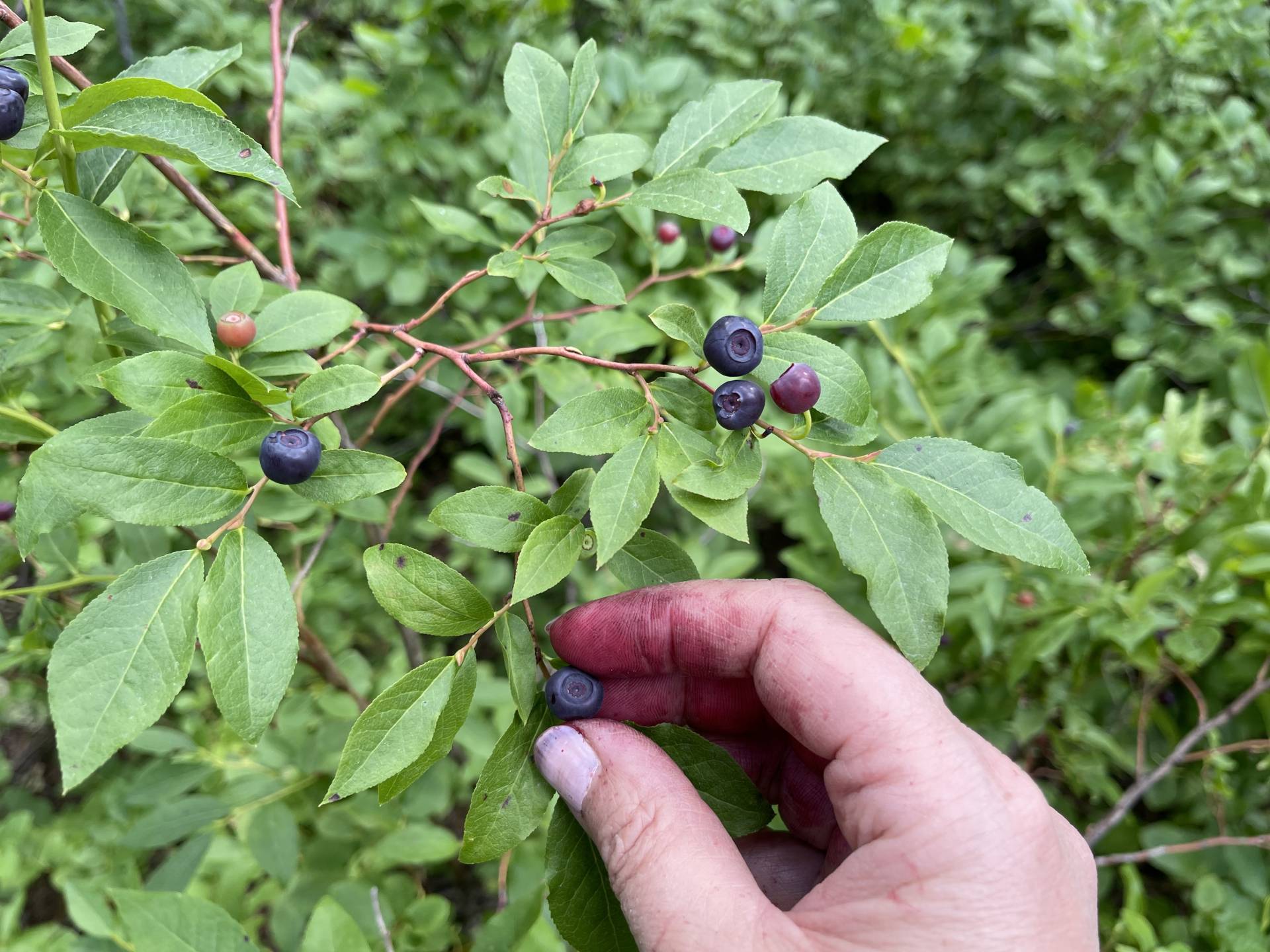 Huckleberry Time! • Chocolate Box Cottage