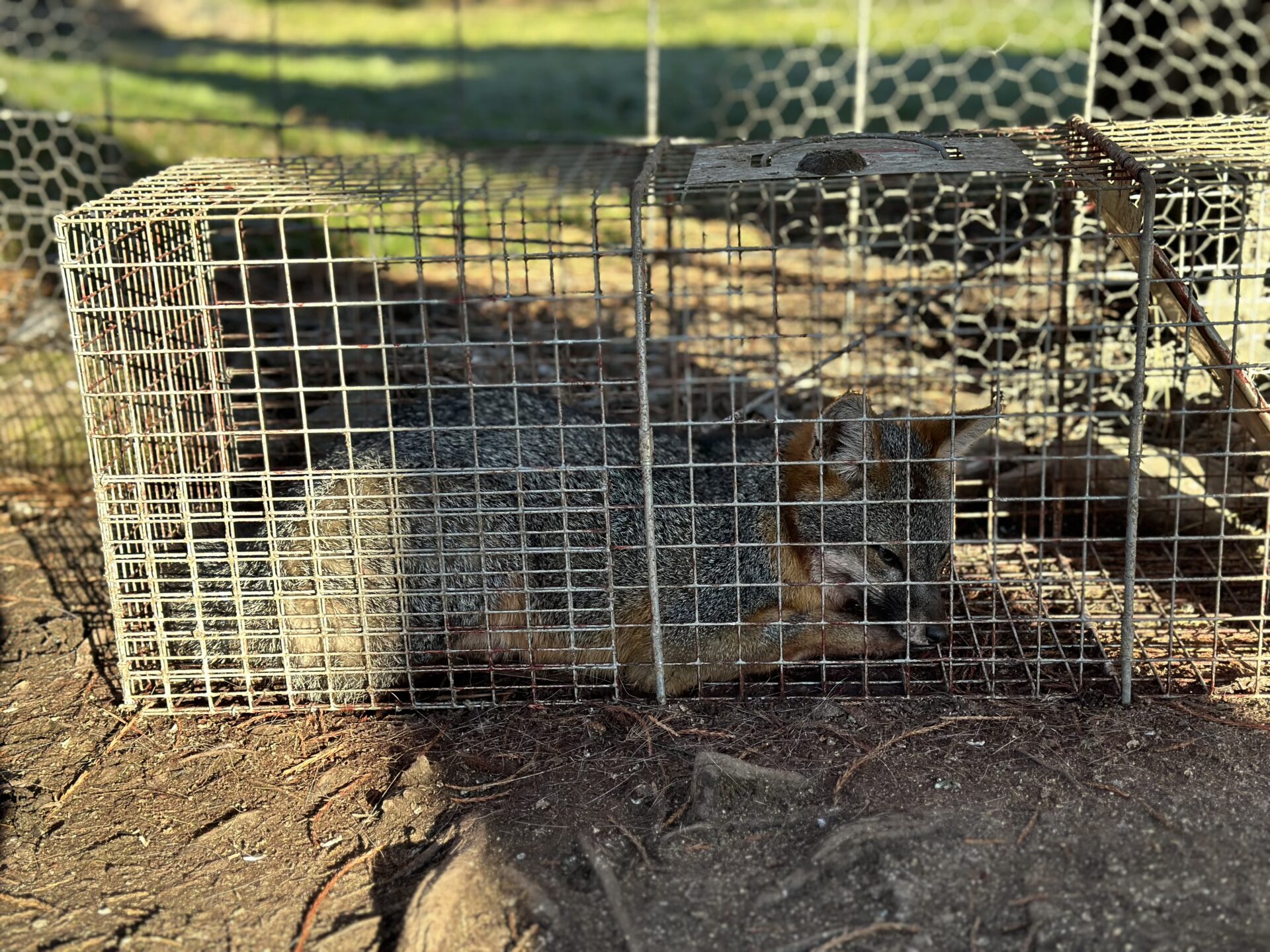 Fox in the Hen Yard, Grain in the Storeroom • Chocolate Box Cottage