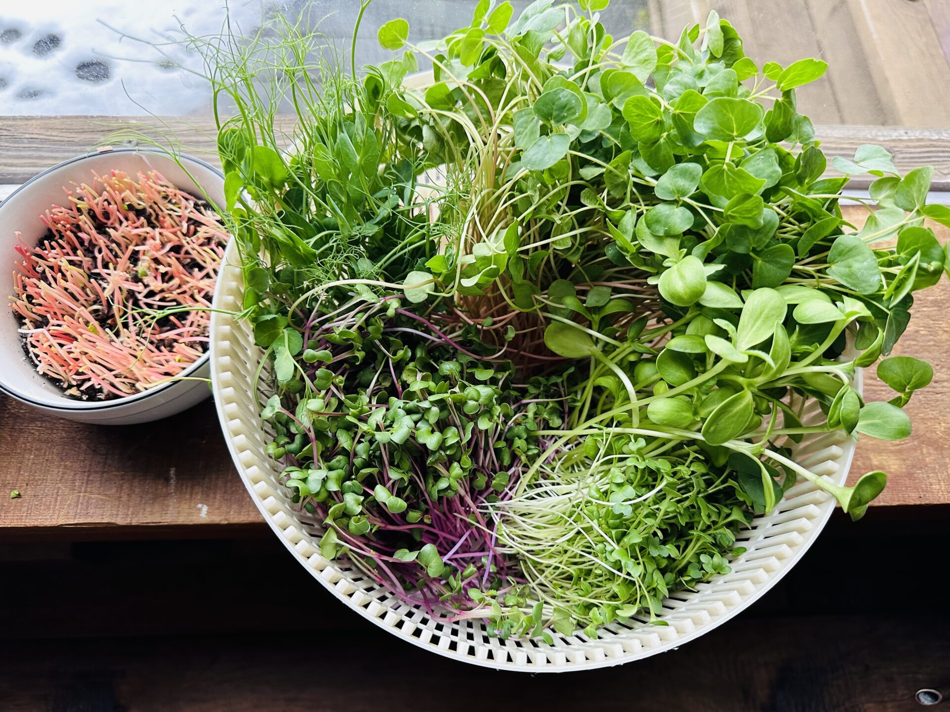 Gorgeous Indoor Salad Greens • Chocolate Box Cottage